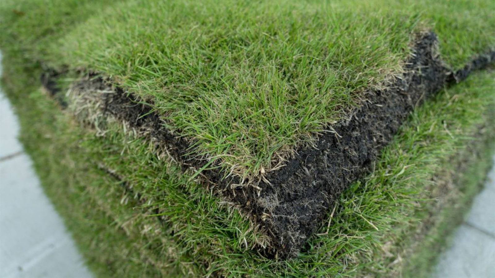 Sod For Sale in Pflugerville, Texas | Austin Wholesale Landscape Supply